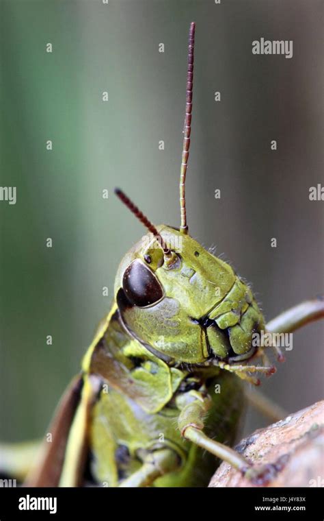 Grasshopper Anatomy