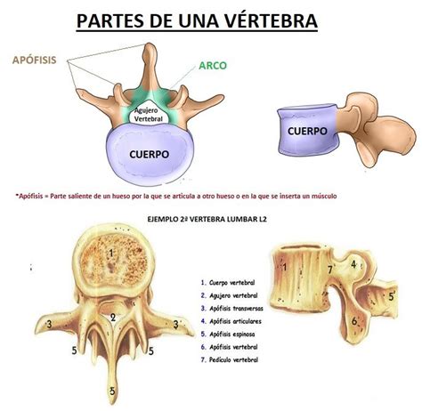 Las Vertebras Qué son Tipos Partes y Funciones Areaciencias