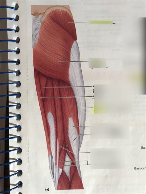 Muscular System Posterior Thigh Muscles Diagram Quizlet
