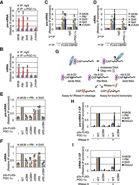 Transcriptional Coactivator Pgc Contains A Novel Cbp Binding Motif