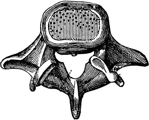 Vertebra Seen From Above Clipart Etc The Best Porn Website