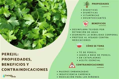 Perejil propiedades beneficios y contraindicaciones Guía completa