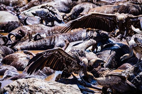 V Gel Tierwelt Wiese Kostenloses Foto Auf Pixabay Pixabay
