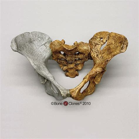 Australopithecus Afarensis Lucy Pelvis Articulated Bone Clones