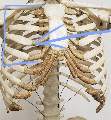 Ribs Sternum Flashcards Quizlet