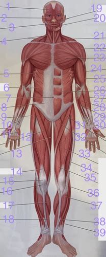 Skeletal Muscles Anterior View Flashcards Quizlet
