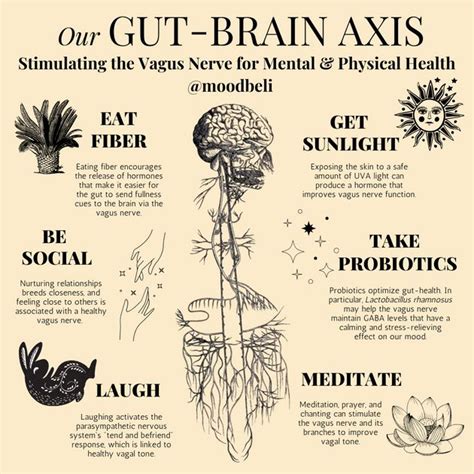 Our Gut Brain Axis Intro To The Vagus Nerve Vagus Nerve Health And