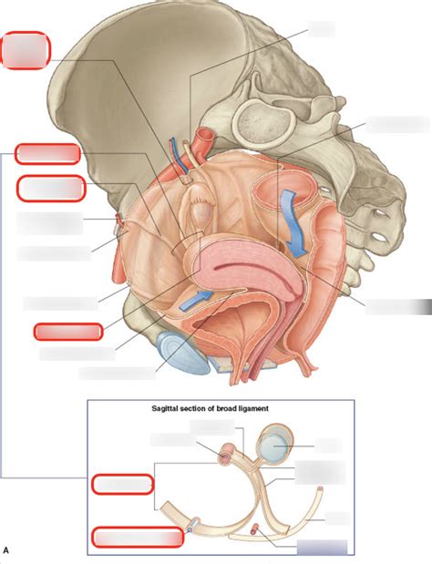 Female Pelvic Viscera Iv Diagram Quizlet