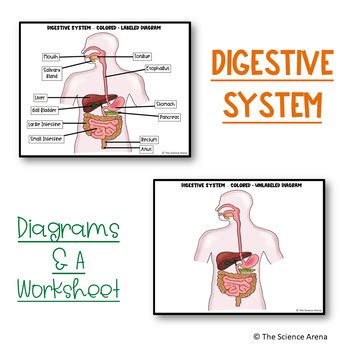 Human Digestive System Diagram Worksheet