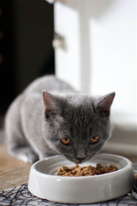 Mi gato no quiere comer posibles causas y qué hacer