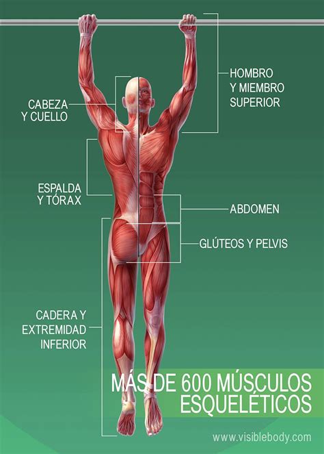Reseña general sobre los músculos Aprenda anatomía muscular