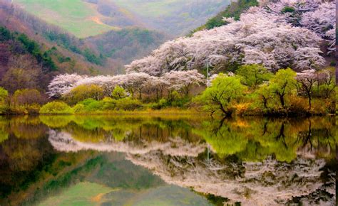 Wallpaper Trees Landscape Forest Lake Water Reflection Sky