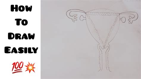 How To Draw Female Reproductive System Step By Step YouTube