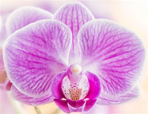 The Clitoris Things Everyone Should Know Potentash Africa