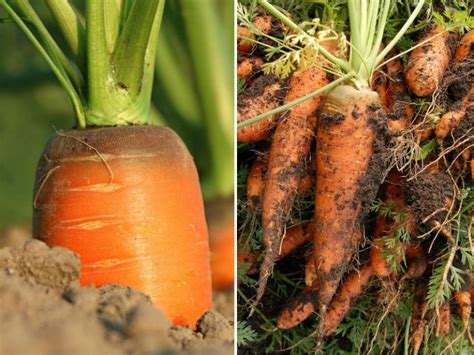 Cómo sembrar zanahorias orgánicas en casa GUIA PASO A PASO