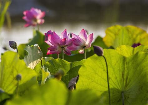 Lotus Flowers Pink Free Photo On Pixabay Pixabay