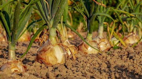 Huerto urbano Cómo puedes cultivar la cebolla en casa nosotros te