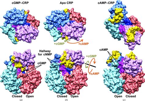 IUCr Structures Of Inactive CRP Species Reveal The Atomic Details Of