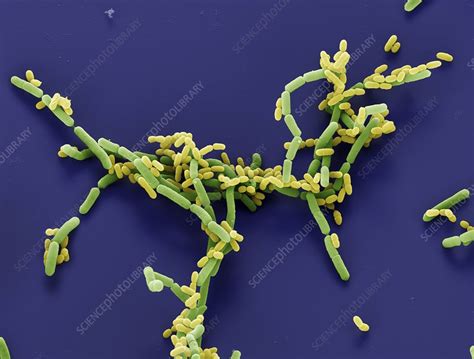 Lactobacillus Paracasei Bacteria Sem Stock Image C