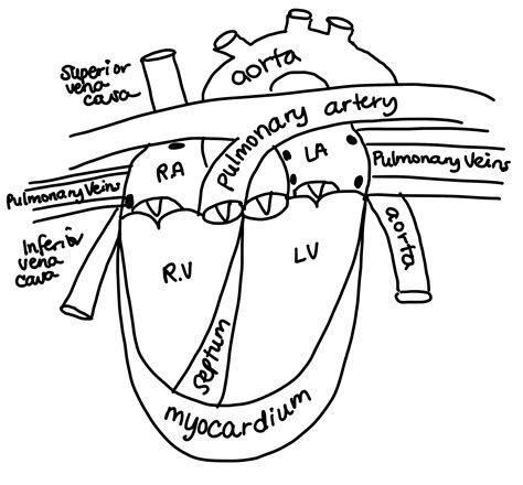 How To Draw An Anatomically Correct Heart The EASY Way Just In Time