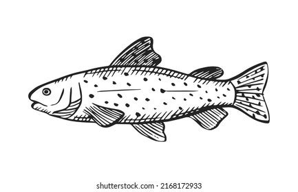 Trout Outline Clip Art