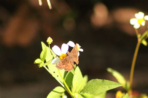 Horace S Duskywing Butterfly Project Noah
