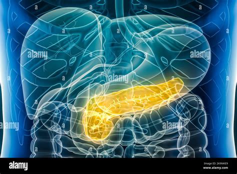 Pancréas avec canal pancréatique Organe du système digestif humain 3D