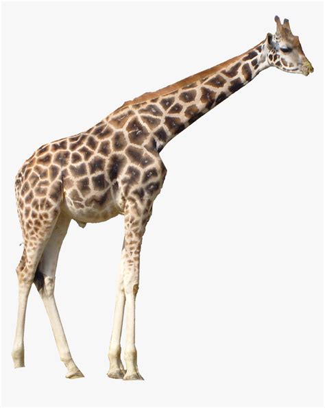 Detail Giraffe Png Transparent Koleksi Nomer 1