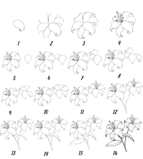 11 Step By Step Lily Flower Drawing Easy Ways Drawwiki Flower