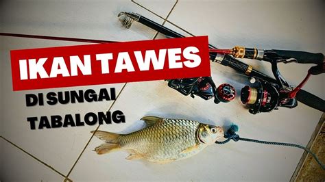 MANCING IKAN TAWES DI SUNGAI TABALONG YouTube