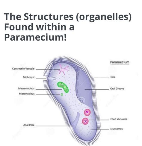 Draw A Neat Labelled Diagram Of Paramecium Draw A Neat Labelled