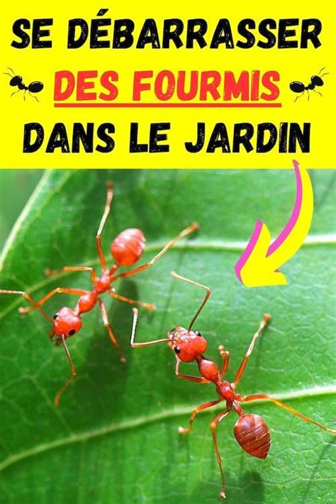 Fourmis dans le Jardin Voici Comment S en Débarrasser au Naturel