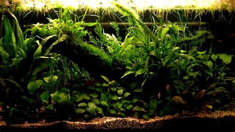 Kostur S Low Tech Aquarium YouTube