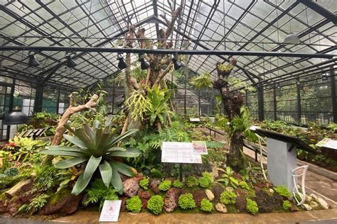 Foto Kebun Raya Bogor Buka Lagi Taman Tumbuhan Pemakan Serangga