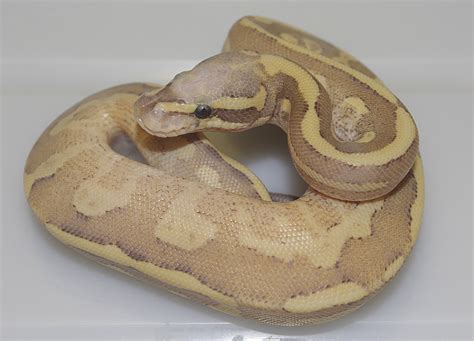 VPI MOJAVE FIRE VANILLA 2013 PYTHON REGIUS Vida Preciosa