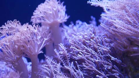 Easy Soft Corals That Are Great For Beginners