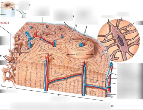Chapter 6 The Skeletal System Bone Tissue Diagram Quizlet