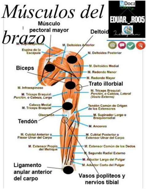 M Sculos Del Brazo Lasaludseprotege Udocz
