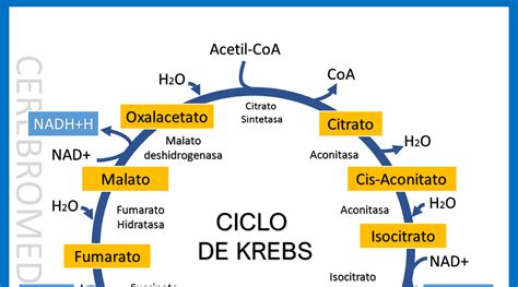 Ciclo de Krebs BLOG Bioquímica