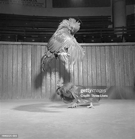 The Two Cocks Photos And Premium High Res Pictures Getty Images