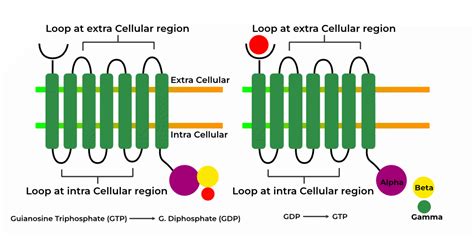 Gpcr Signaling Pathway Receptor Regulation
