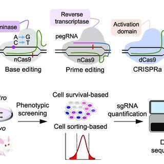 Overview Of Crispr Technology A Major Modules Of Crispr Toolbox B
