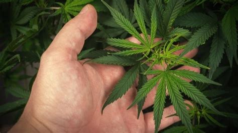 Cannabis Sativa Indica e Ruderalis diferenças morfológicas entres os