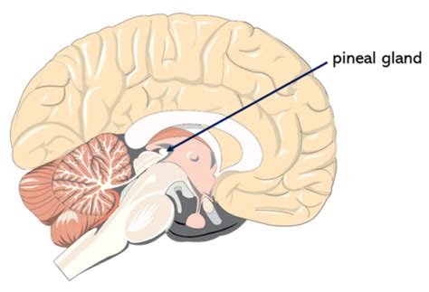 The Pineal Gland Anatomy Function Geeky Medics