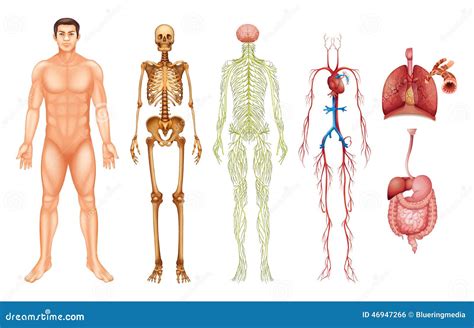 Sistemas Del Cuerpo Humano Ilustración del Vector Imagen 46947266