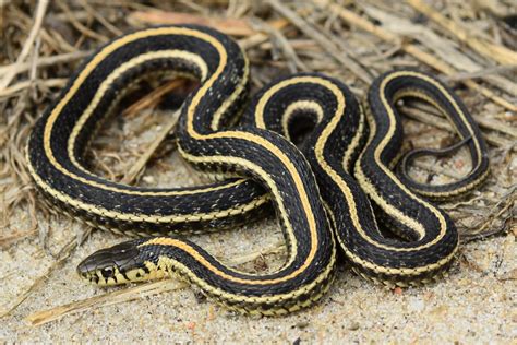 13 Captivating Facts About Plains Garter Snake Facts Net