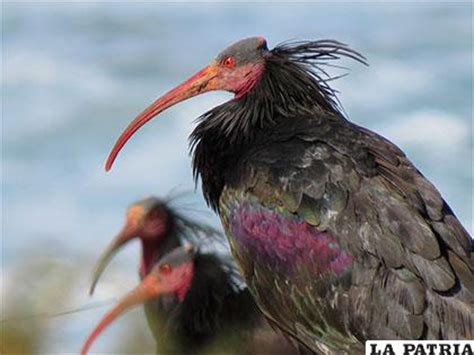 Las aves más feas del planeta Periódico La Patria Oruro Bolivia