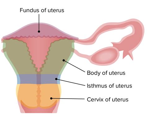 Tero Cuello Uterino Y Trompas De Falopio Anatom A Concise Medical