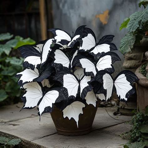 Ultimate Guide To Growing And Caring For Begonia Moonlight Butterfly