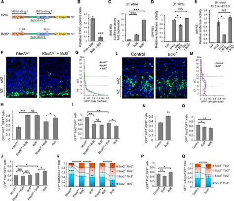 MKL SRF And Bcl6 Mutual Transcriptional Repression Safeguards The Fate